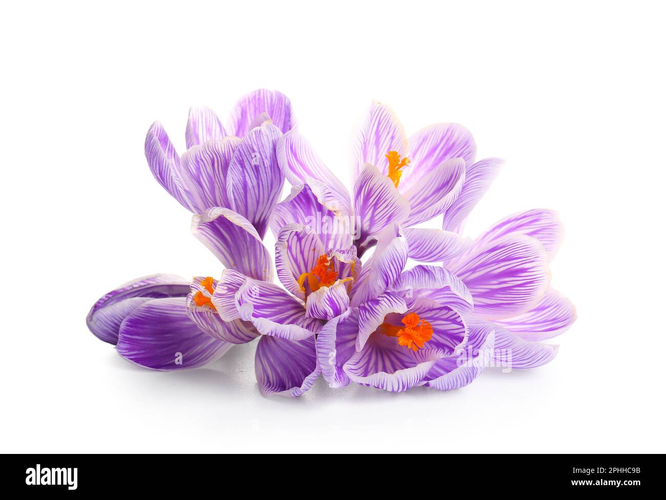 Beautiful Saffron flowers isolated on white background Stock Photo - Alamy