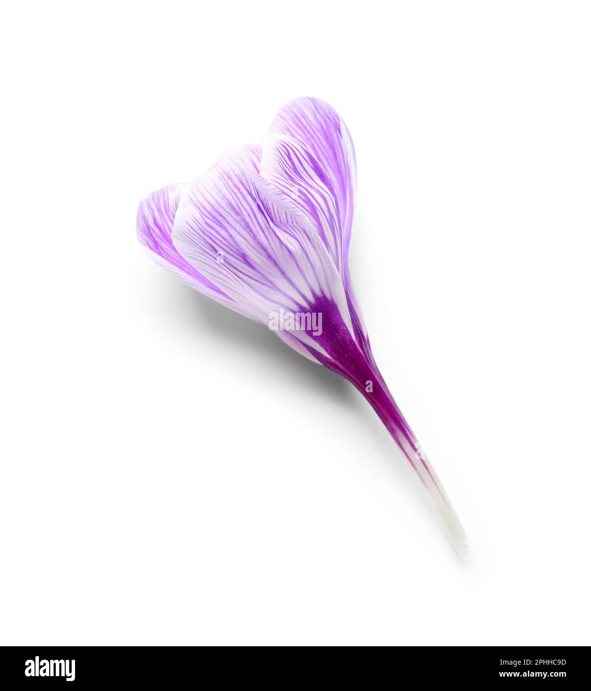 Beautiful Saffron flower isolated on white background Stock Photo - Alamy