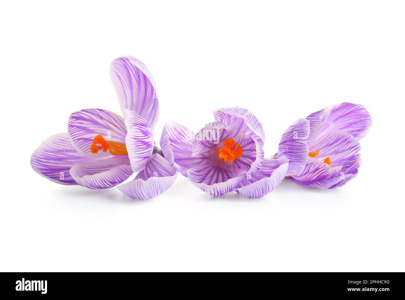Beautiful Saffron flowers isolated on white background Stock Photo - Alamy