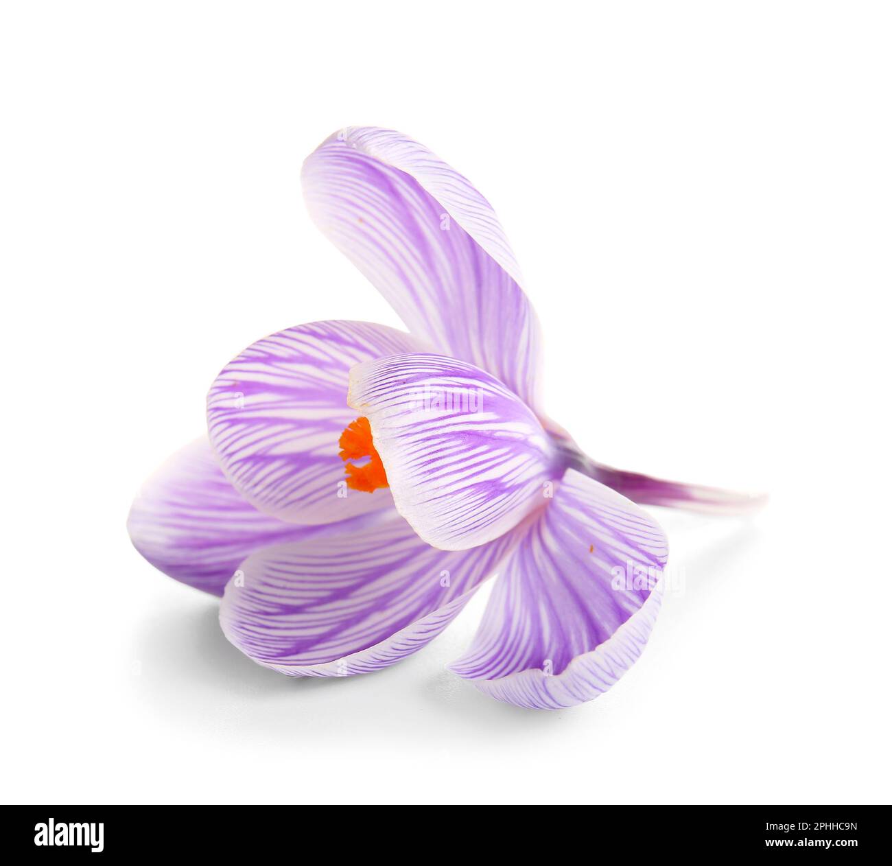 Beautiful Saffron flower isolated on white background Stock Photo - Alamy