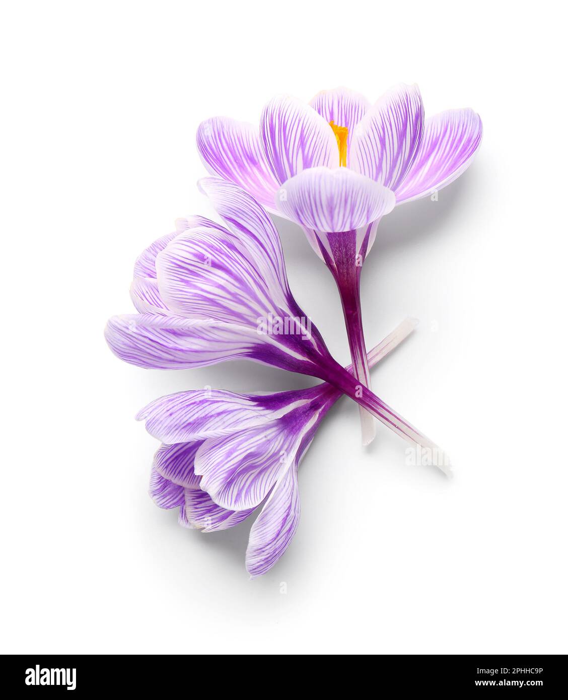 Beautiful Saffron flowers isolated on white background Stock Photo - Alamy