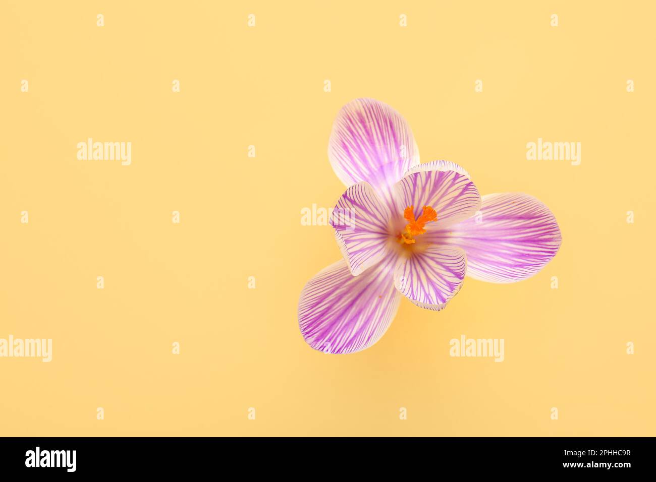 Beautiful Saffron flower on yellow background Stock Photo - Alamy
