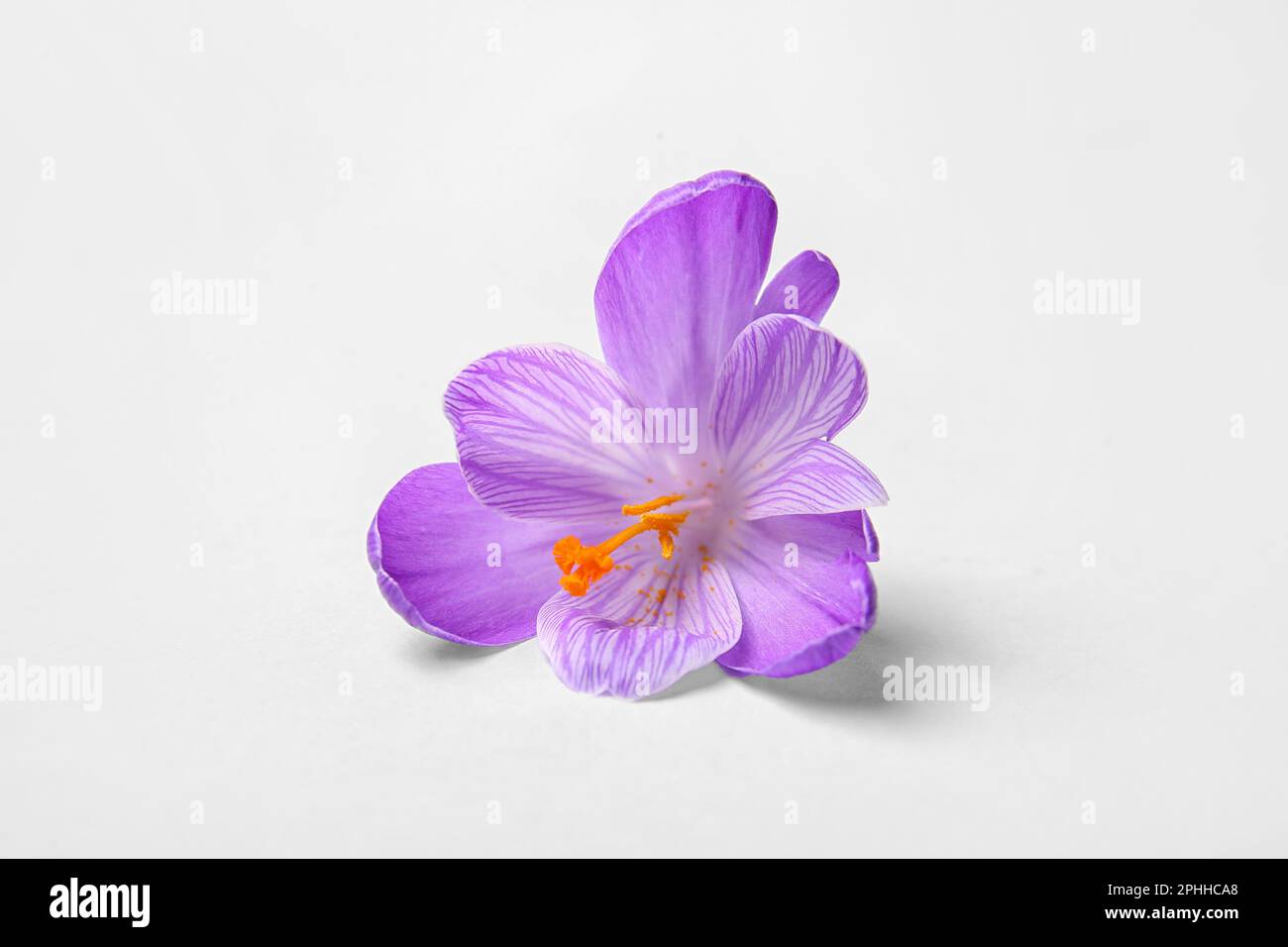 Beautiful Saffron flower on white background Stock Photo - Alamy