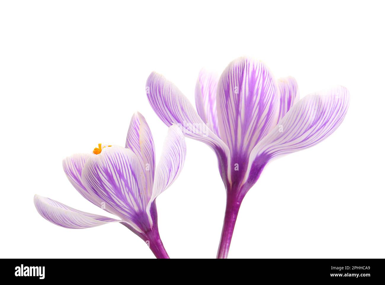 Beautiful Saffron flowers isolated on white background Stock Photo - Alamy