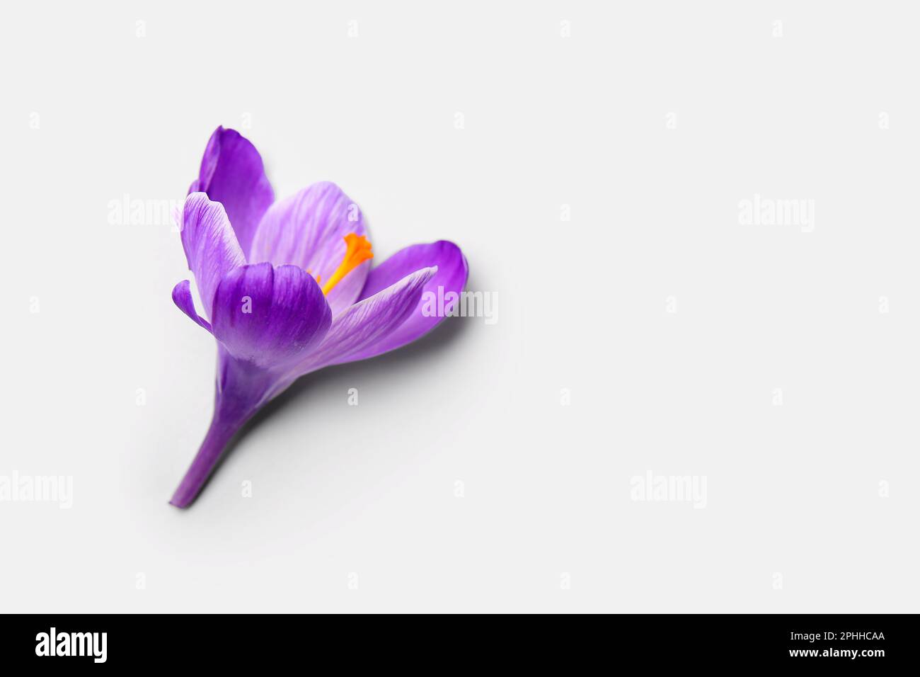 Beautiful Saffron flower on white background Stock Photo - Alamy