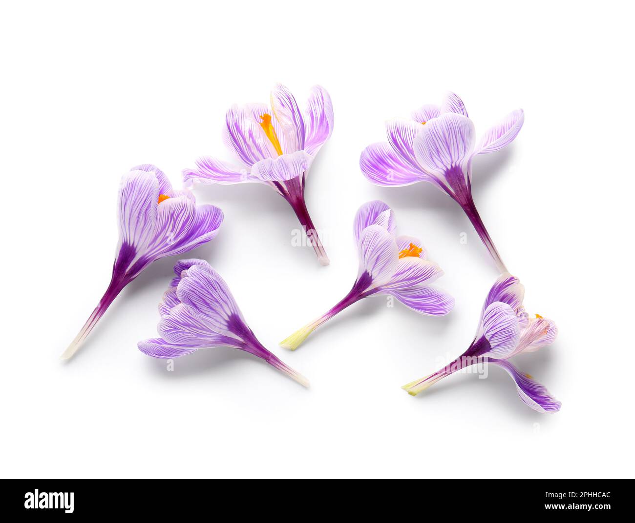 Beautiful Saffron flowers isolated on white background Stock Photo - Alamy