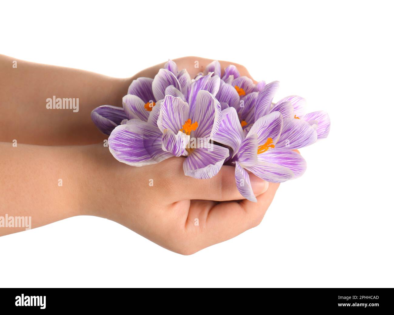 Woman hand holding saffron hi-res stock photography and images - Alamy