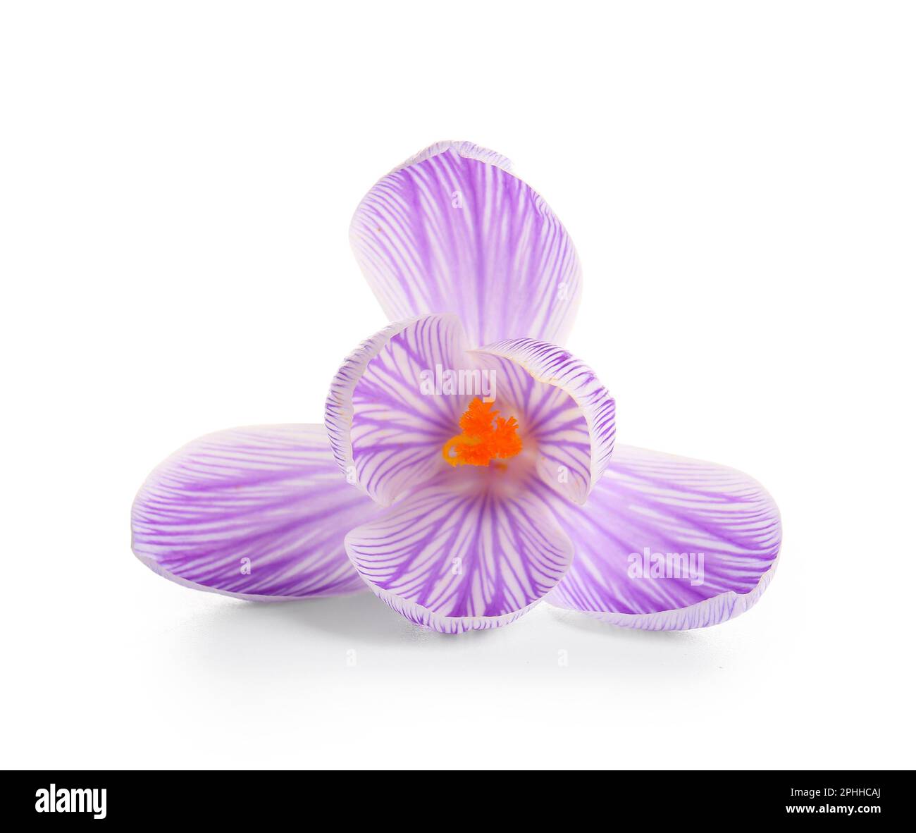 Beautiful Saffron flower isolated on white background Stock Photo - Alamy