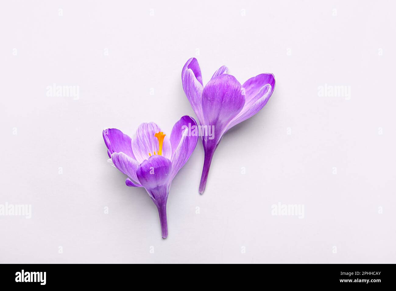 Beautiful Saffron flowers on white background Stock Photo - Alamy