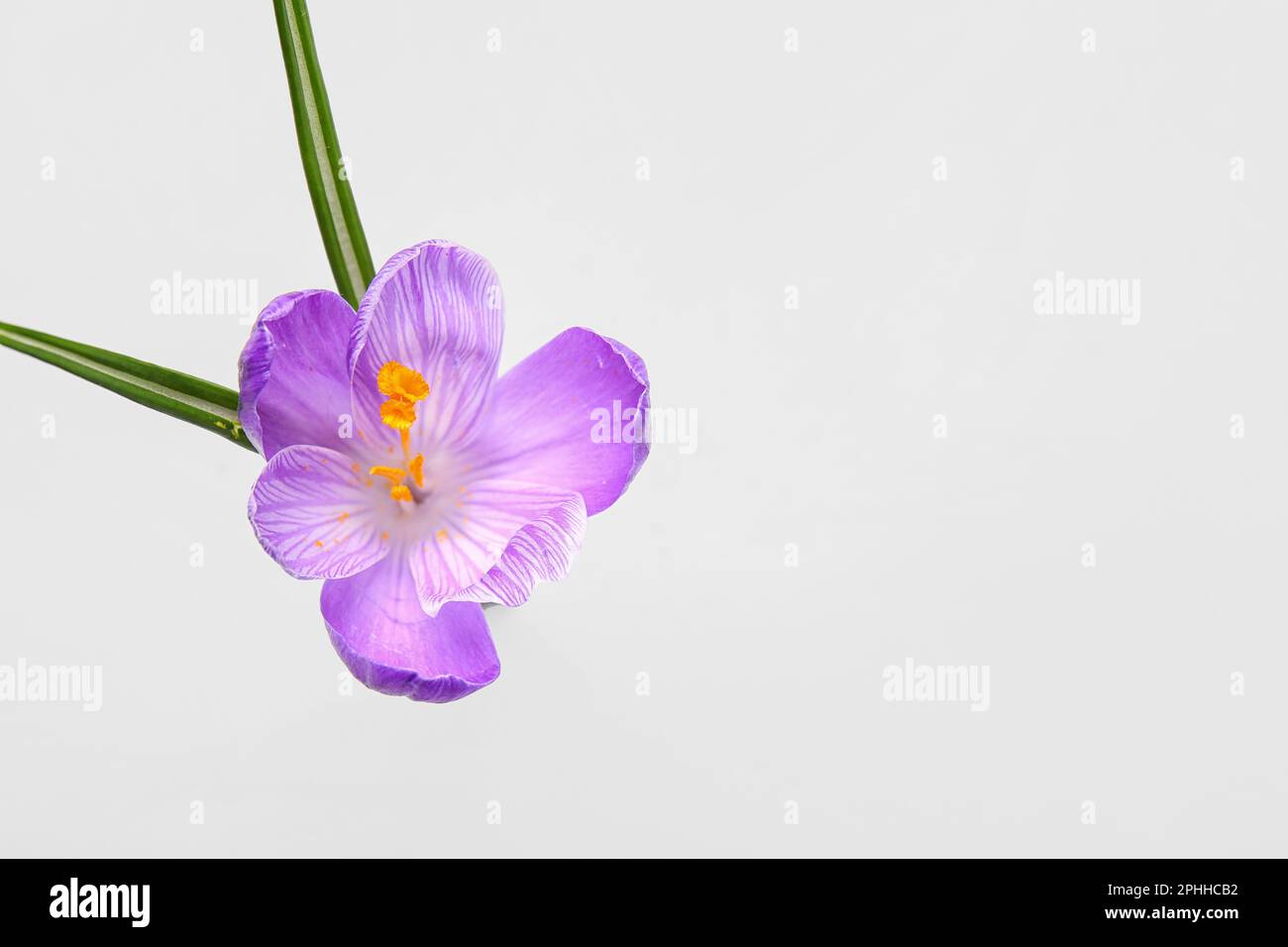 Beautiful Saffron flower on white background Stock Photo - Alamy