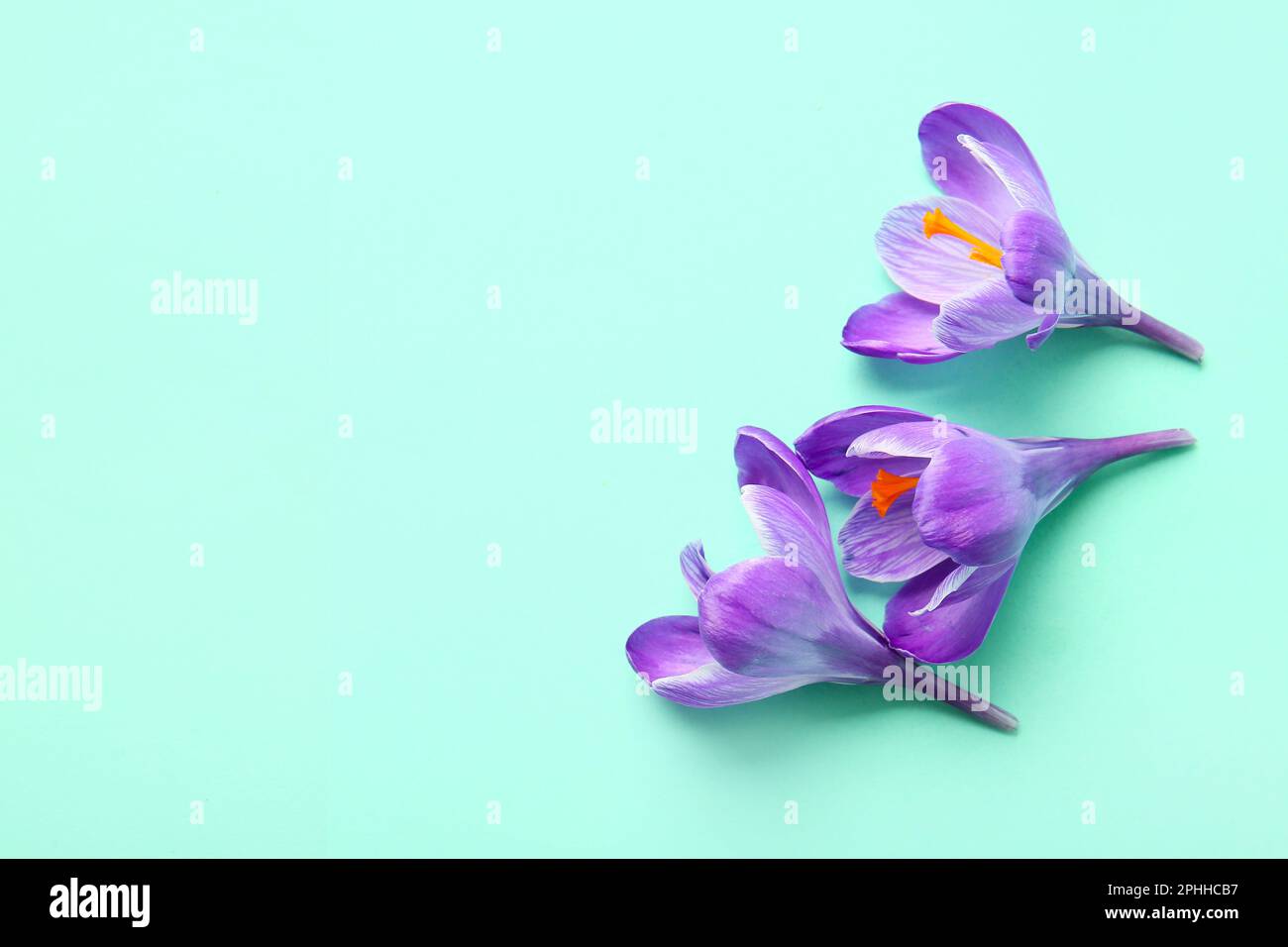 Beautiful Saffron flowers on turquoise background Stock Photo - Alamy