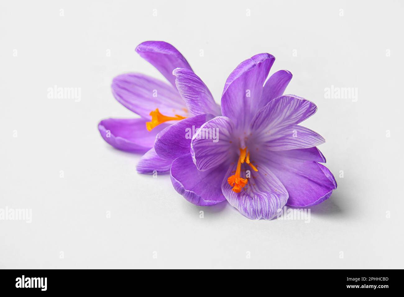 Beautiful Saffron flowers on white background Stock Photo - Alamy