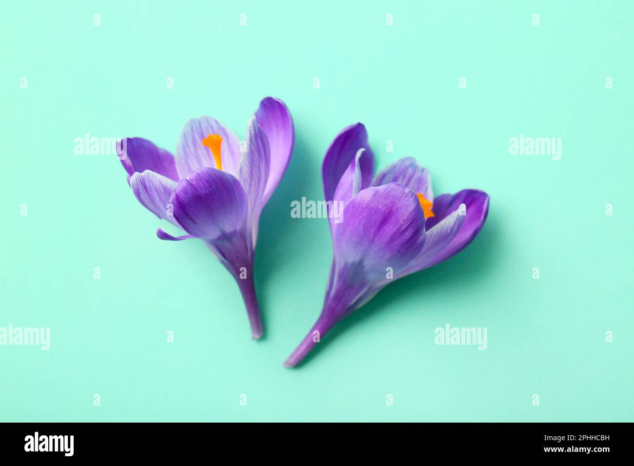 Beautiful Saffron flowers on turquoise background, closeup Stock Photo ...
