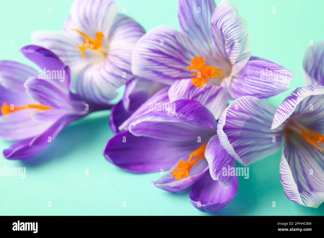 Beautiful Saffron flowers on turquoise background, closeup Stock Photo ...