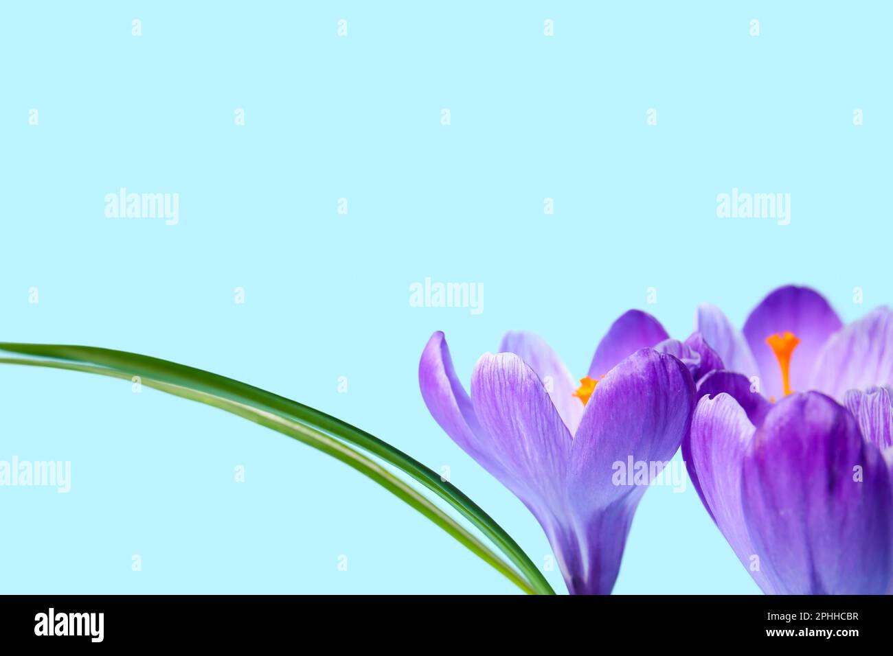 Beautiful Saffron flowers on blue background Stock Photo - Alamy