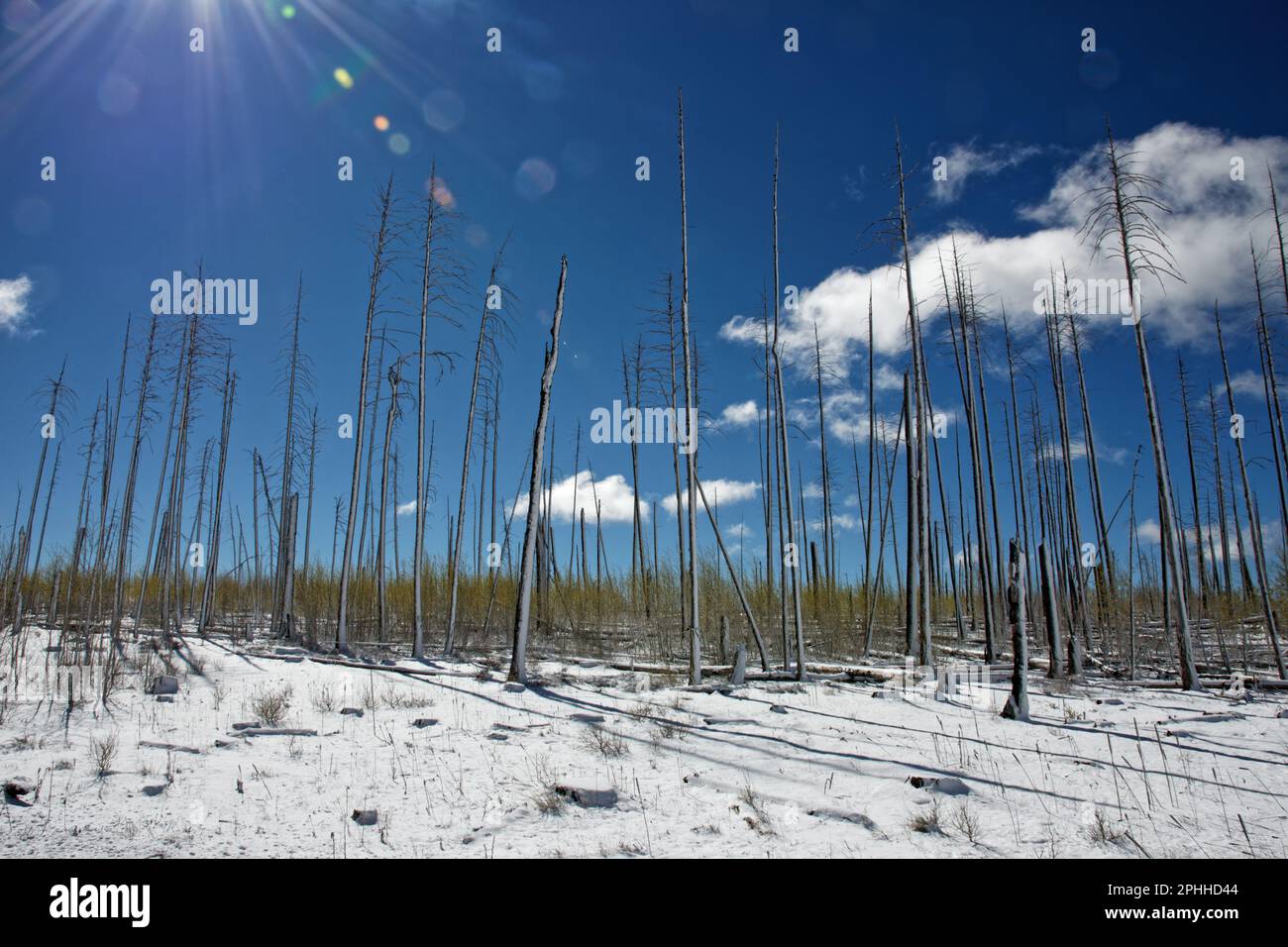 Dead trees along Grand Canyon Highway (AZ-67) in Arizona, USA Stock ...