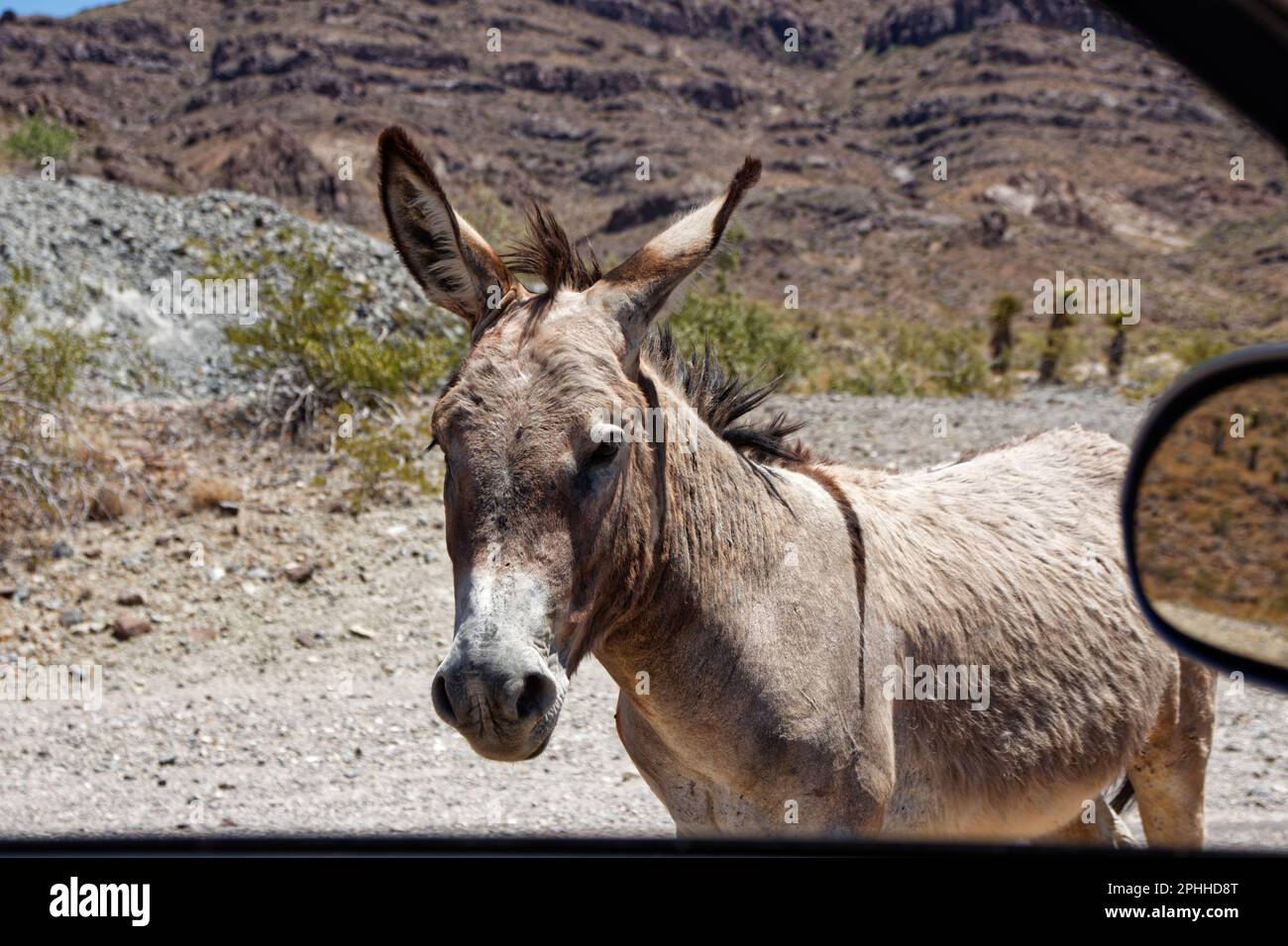 Donkey car usa hi-res stock photography and images - Alamy