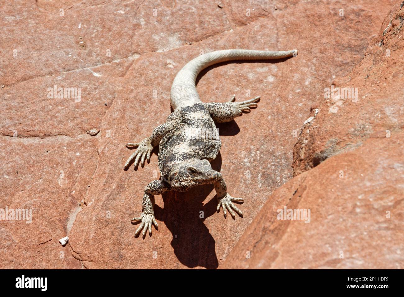 Sunbathing lizard at Red Rock Canyon National Conservation Area, Nevada ...