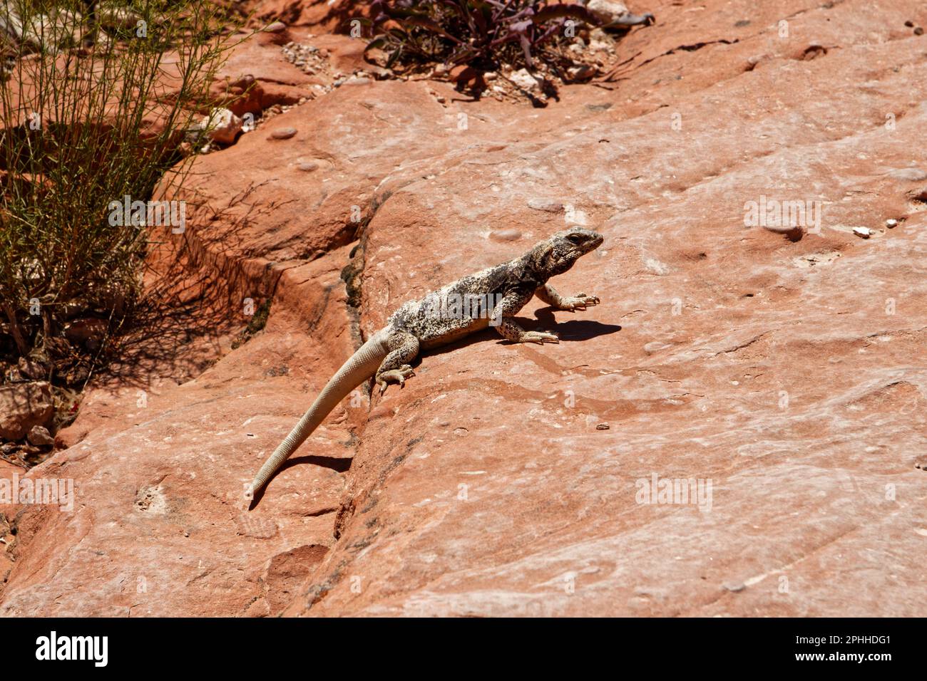 Sunbathing lizard at Red Rock Canyon National Conservation Area, Nevada ...