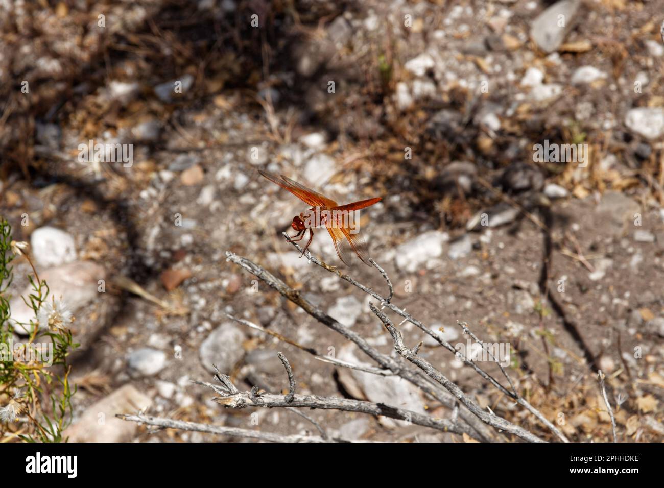 Dragonfly near White Rock, Red Rock Canyon National Conservation Area ...