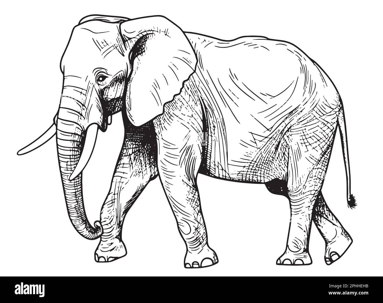 Elephant walking hand drawn sketch illustration Stock Vector Image ...