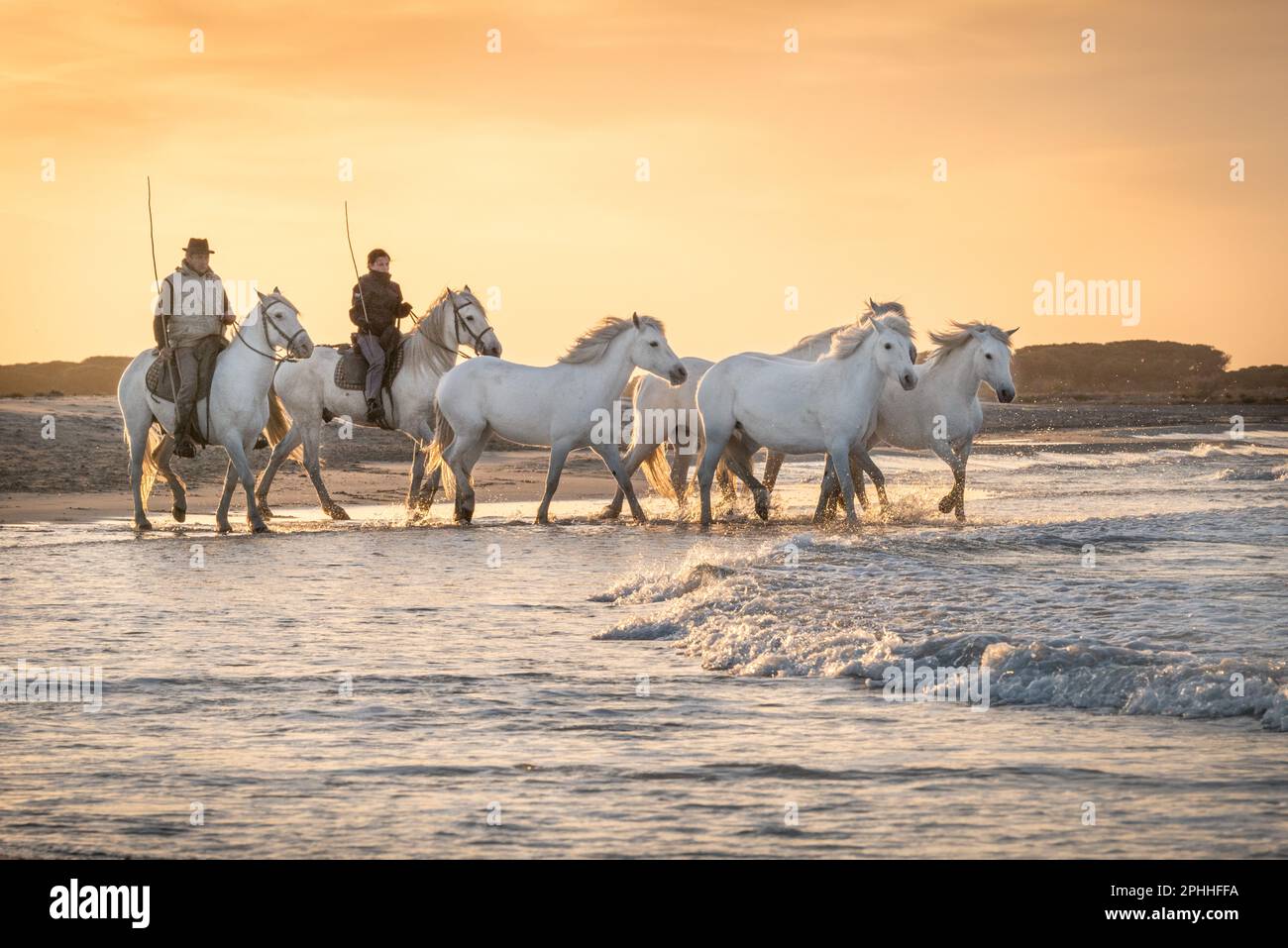 Camargue, France, April 28 2019 : White horses and two guardians are ...
