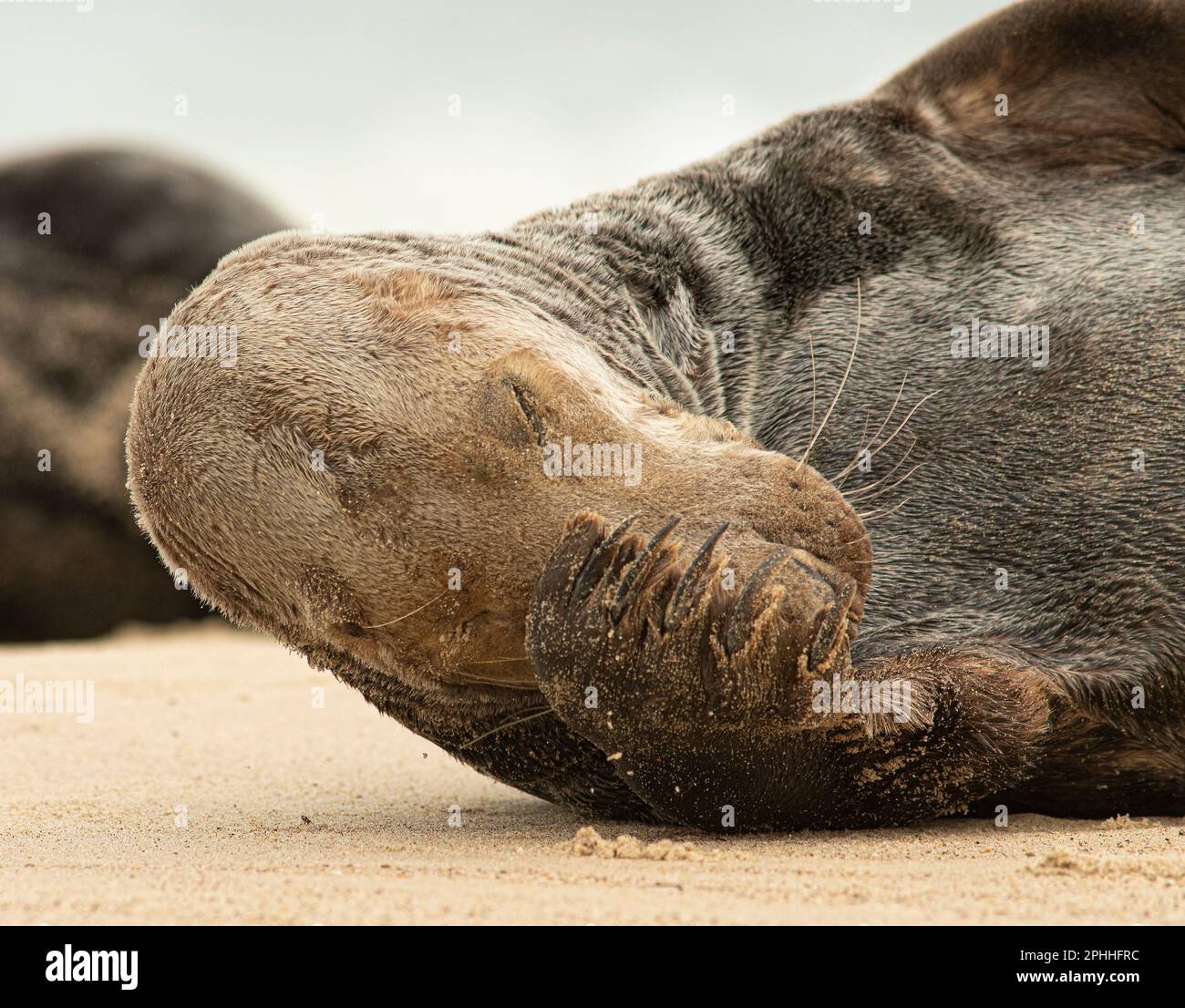 Male Grey Seal asleep with paw on face Stock Photo - Alamy