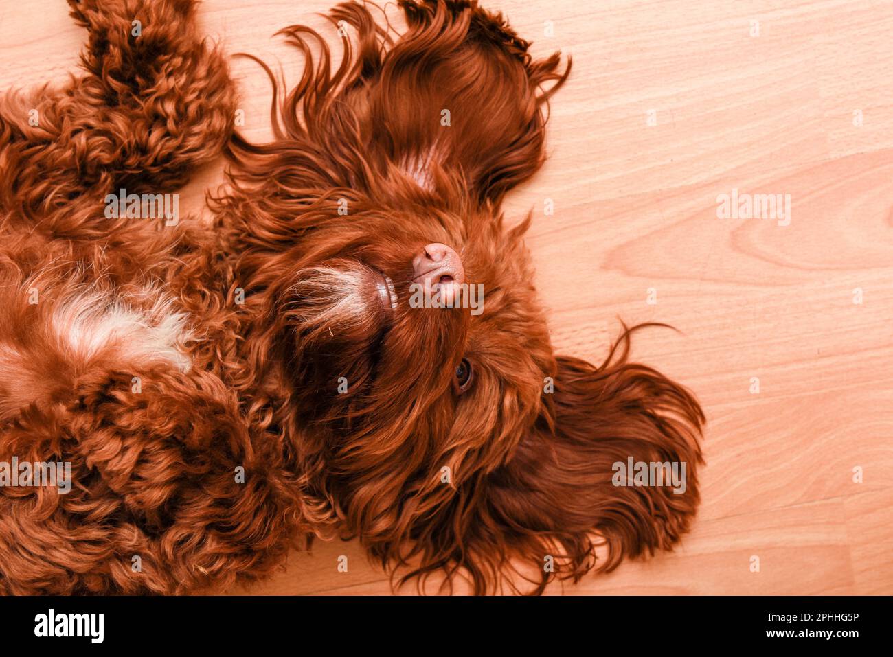 Portrait of a family pet dog the young dog is rolling over and playing ...