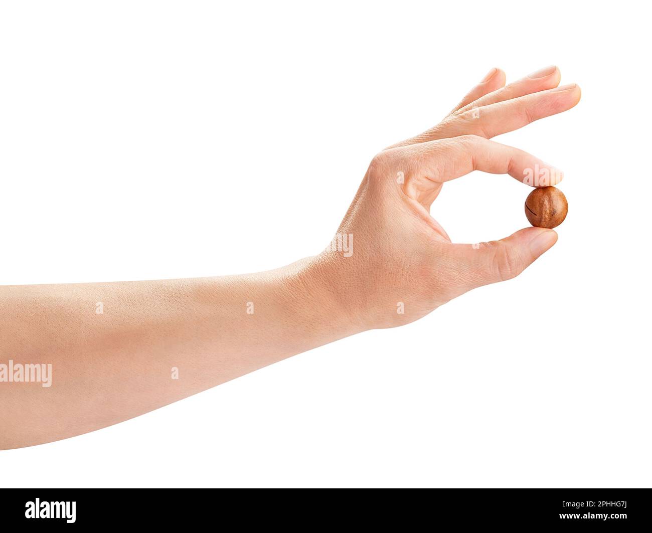 macadamia nut in hand path isolated on white Stock Photo - Alamy