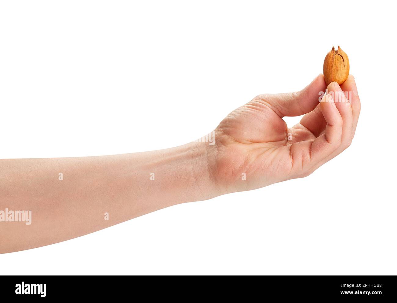 pecan nut in hand path isolated on white Stock Photo - Alamy