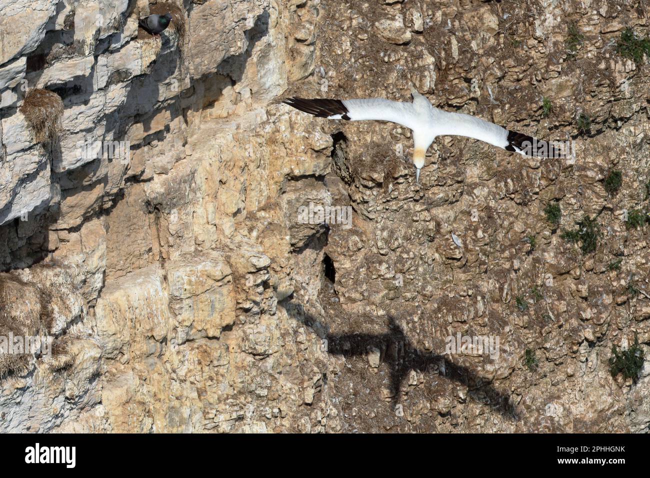 Flying bird from above hi-res stock photography and images - Alamy