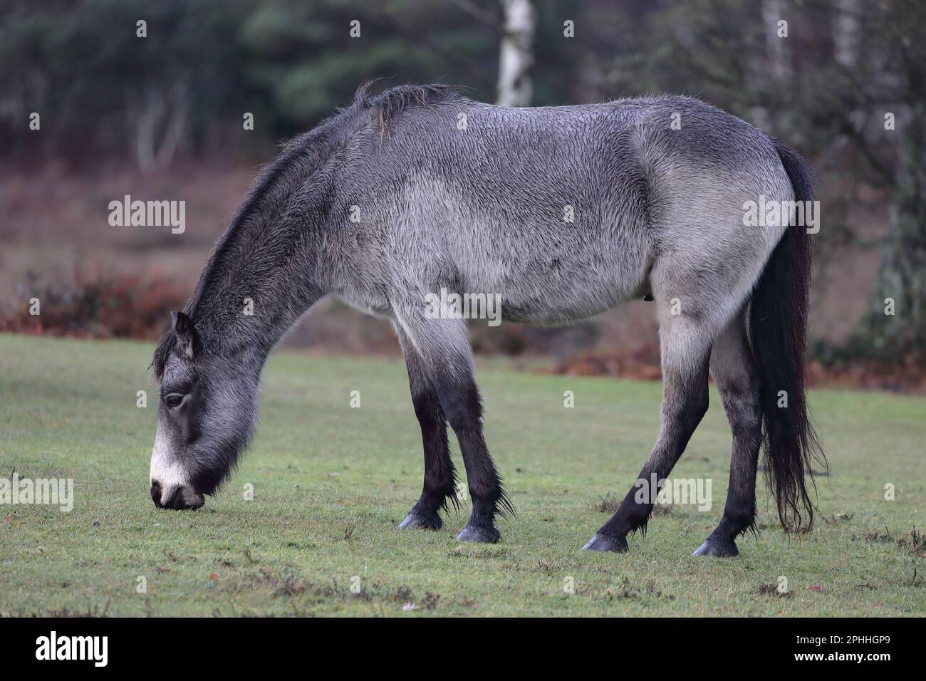 Grey New Forest pony, facing left, grazing with heather and trees in ...
