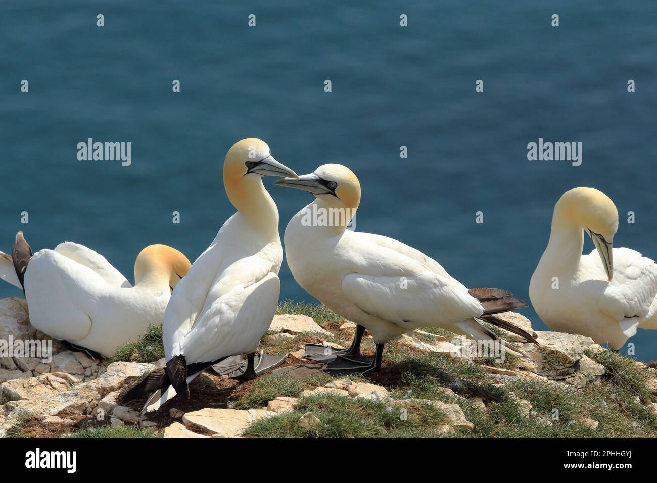 4 northern gannets hi-res stock photography and images - Alamy