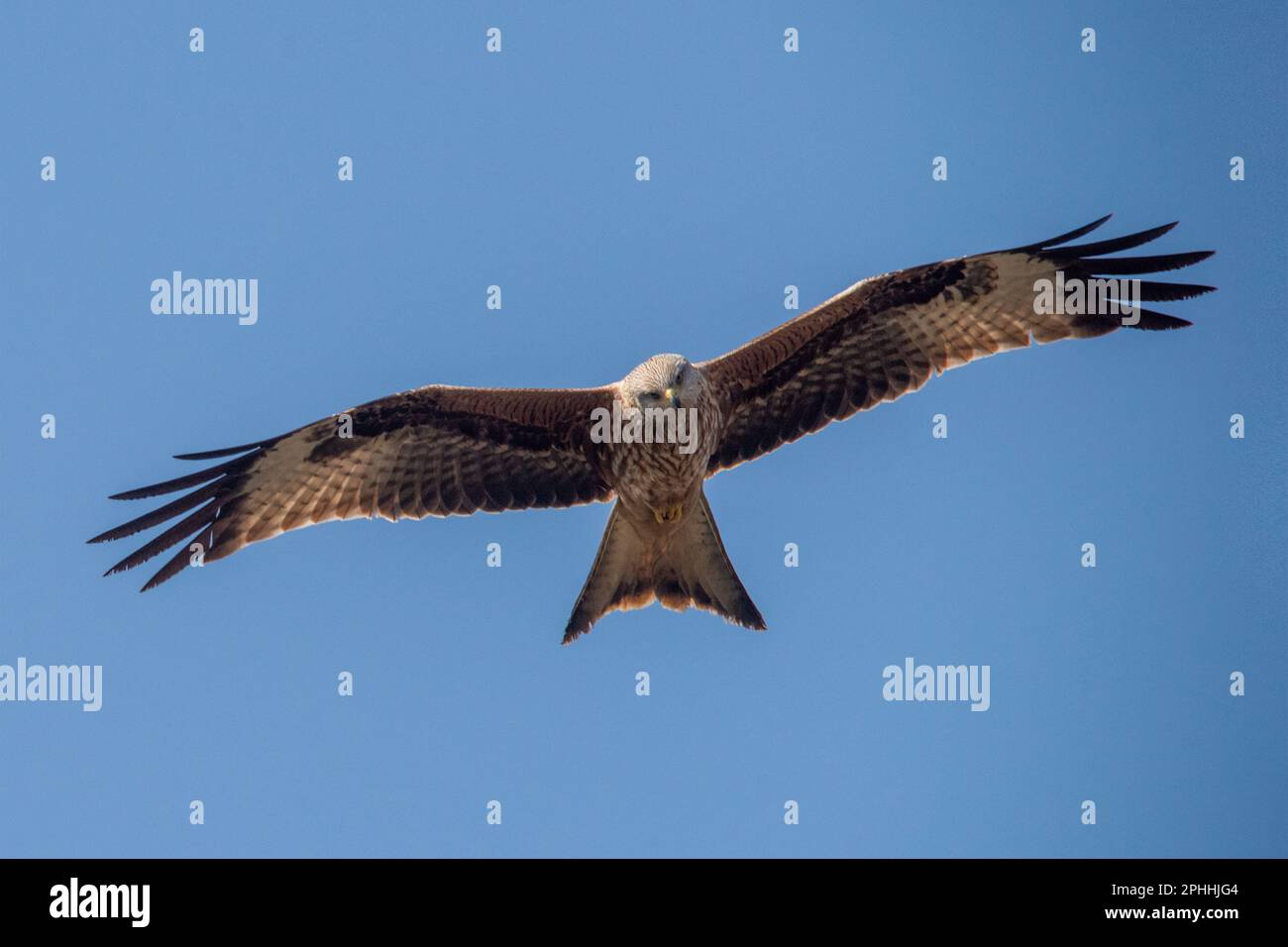 Kite flying bird hi-res stock photography and images - Alamy