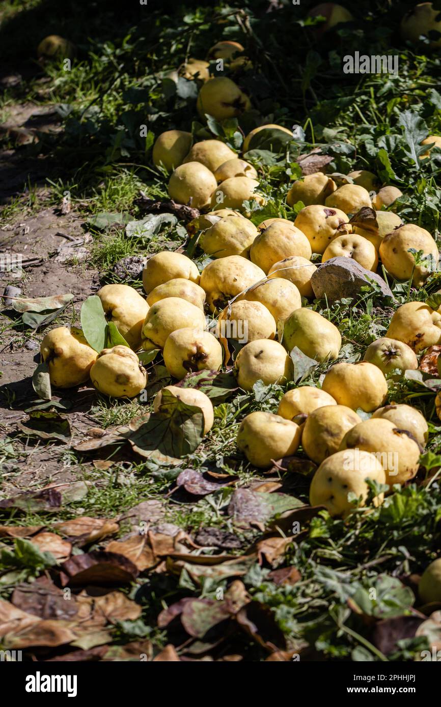 Quince on the ground hi-res stock photography and images - Alamy