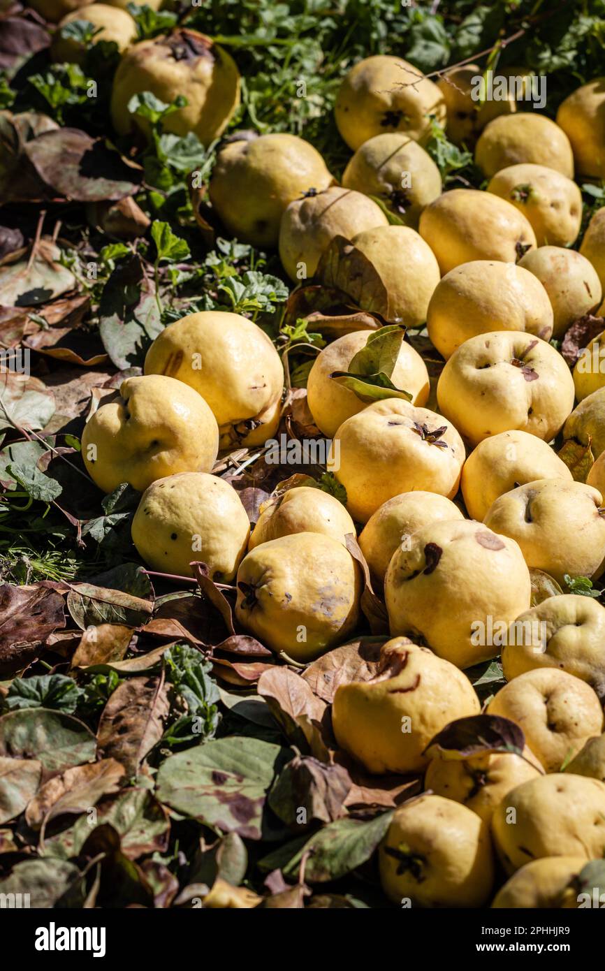 Moldy quince hi-res stock photography and images - Alamy