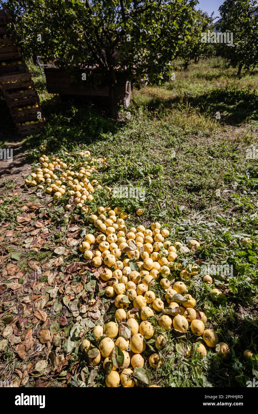 Moldy quince hi-res stock photography and images - Alamy