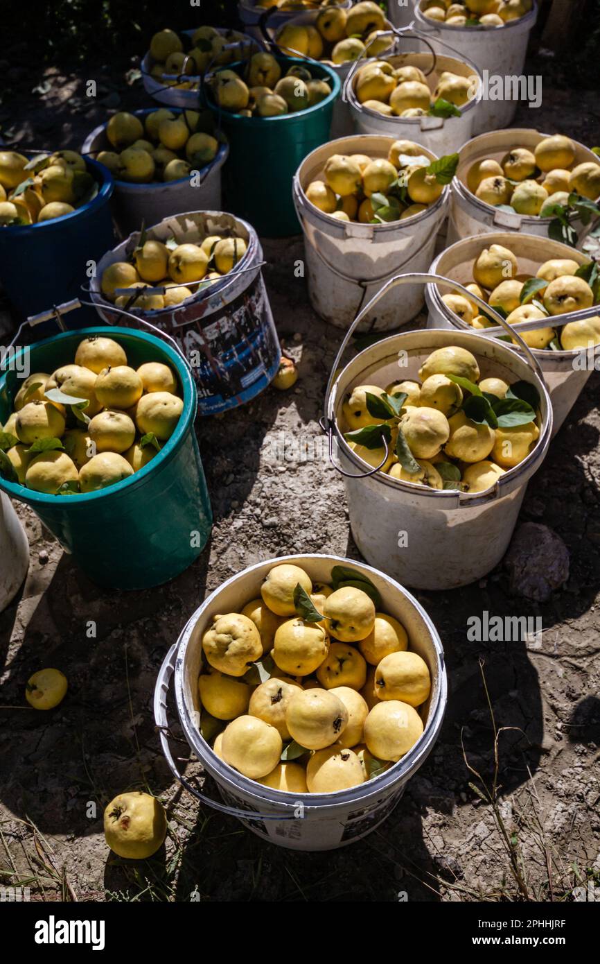 Moldy quince hi-res stock photography and images - Alamy