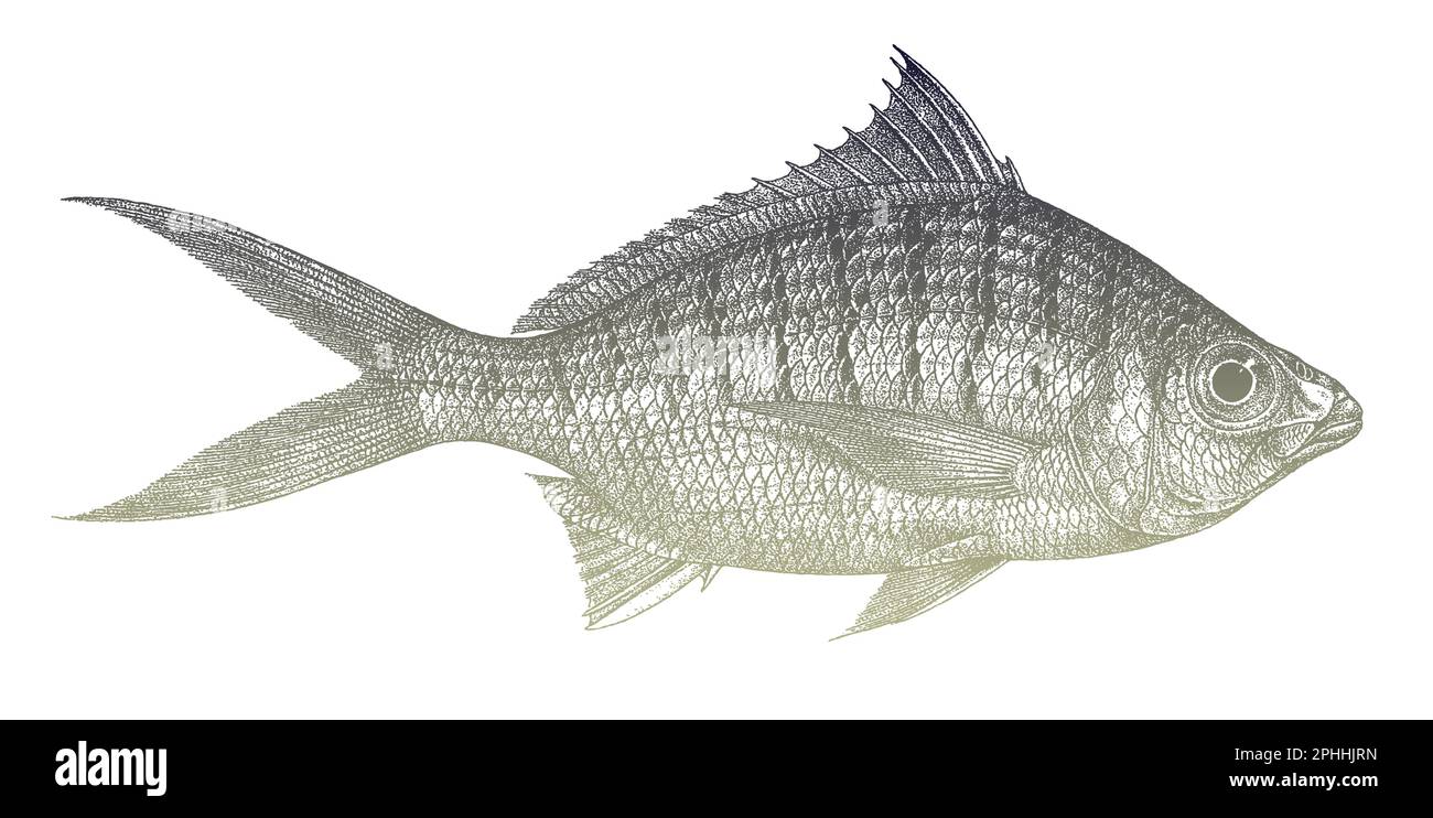 Mojarra Stock Vector Images - Alamy