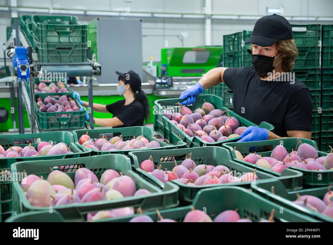 Workman stacking boxes with mangoes Stock Photo - Alamy