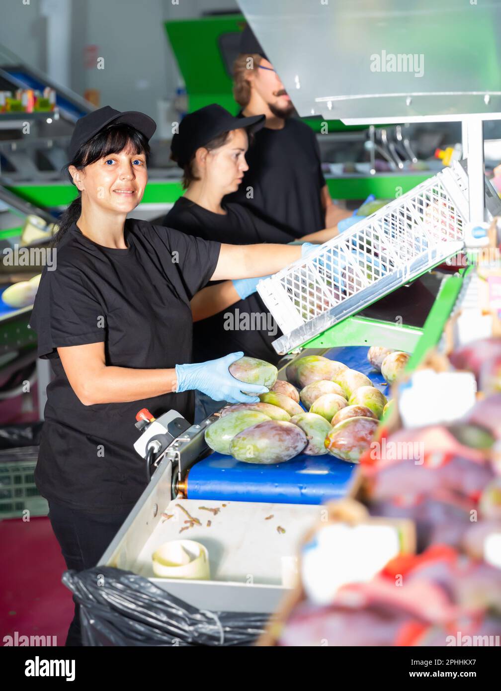 Women checking quality of mango and sorting Stock Photo - Alamy
