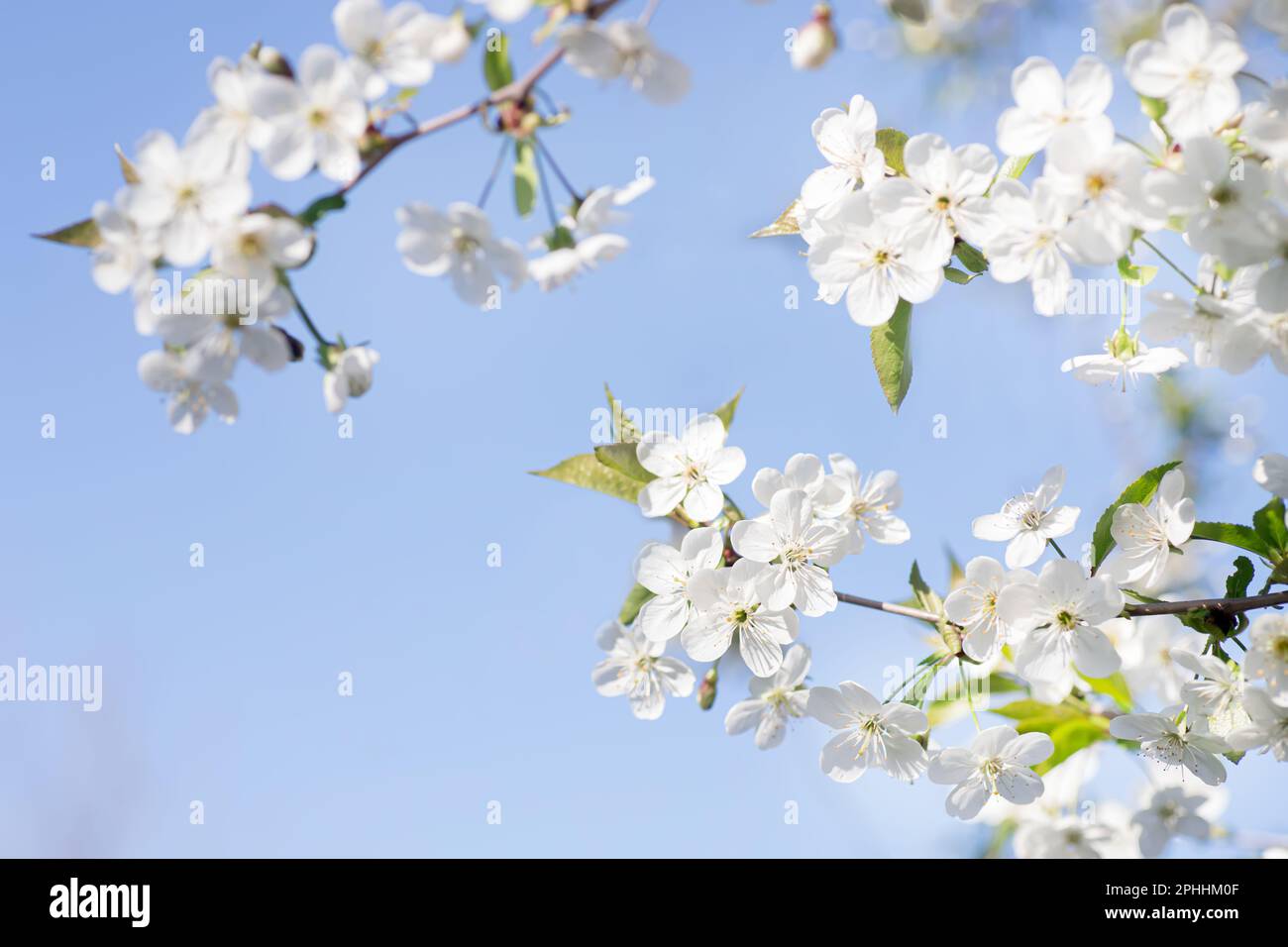 Amazing fruit tree blossom in hi-res stock photography and images - Alamy