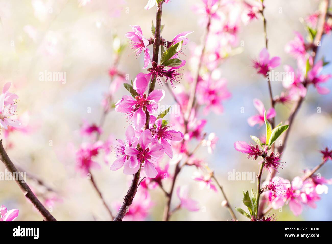 Spring background. Peach tree in bloom. Peach blossoms on branch ...