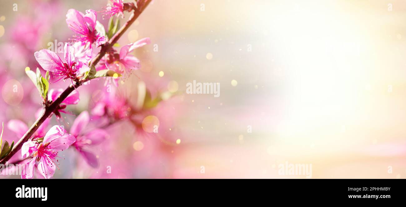 Spring background with blooming peach in spring. Peach branch with sun ...