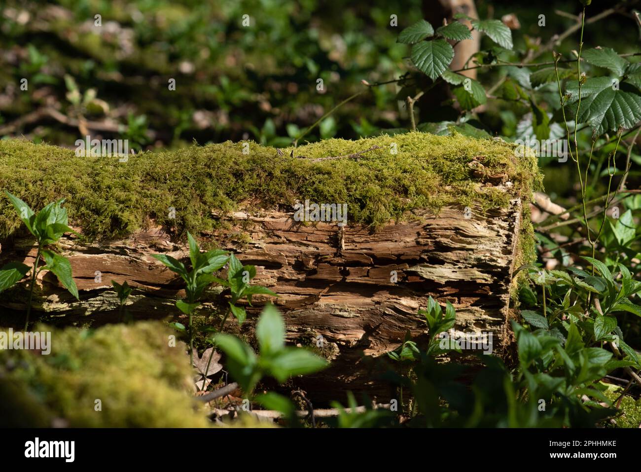 Woodland Log with moss on it Stock Photo - Alamy