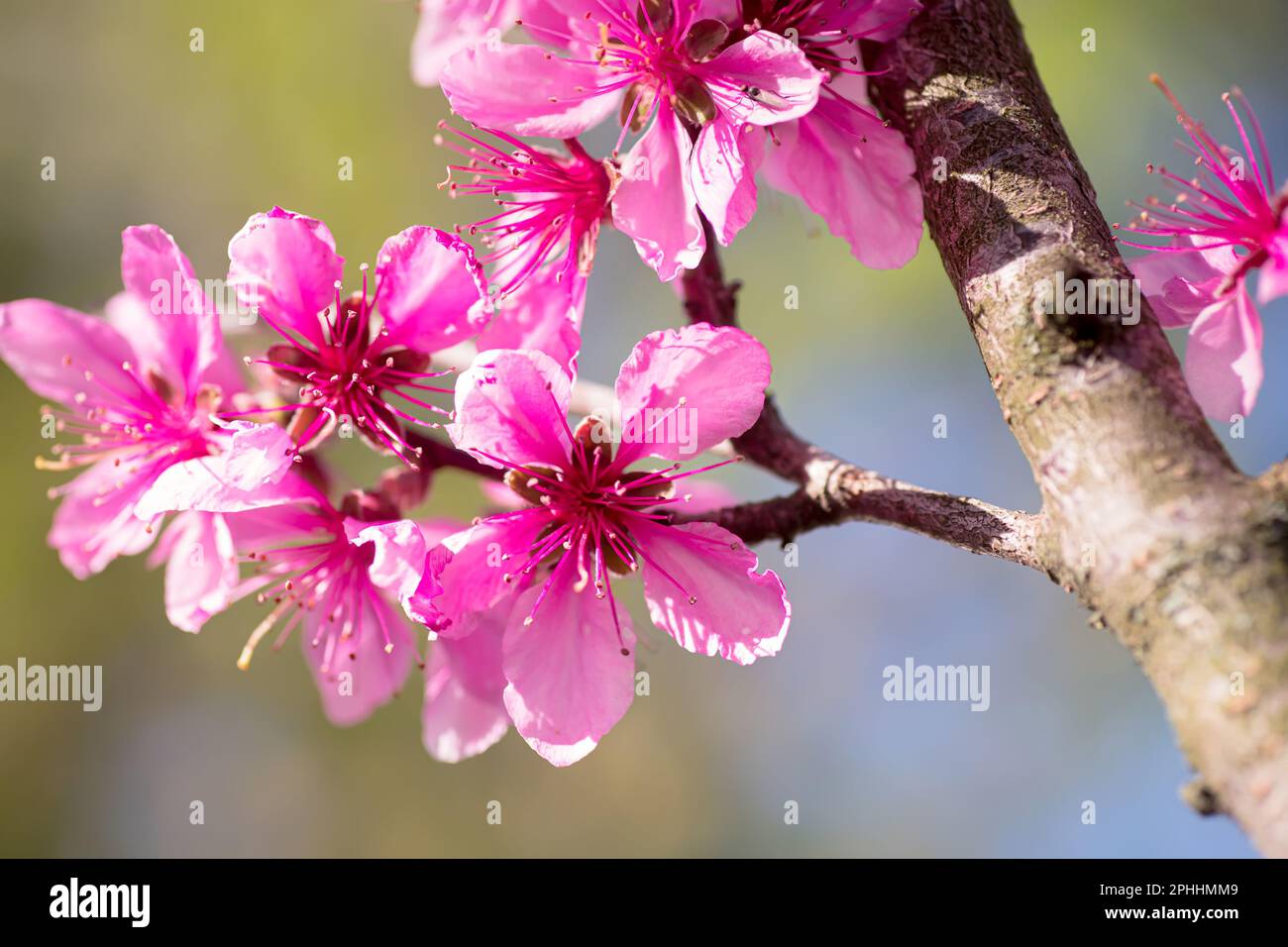 Peach flowers on branch close-up. Pink bright peach flowers. Beautiful ...