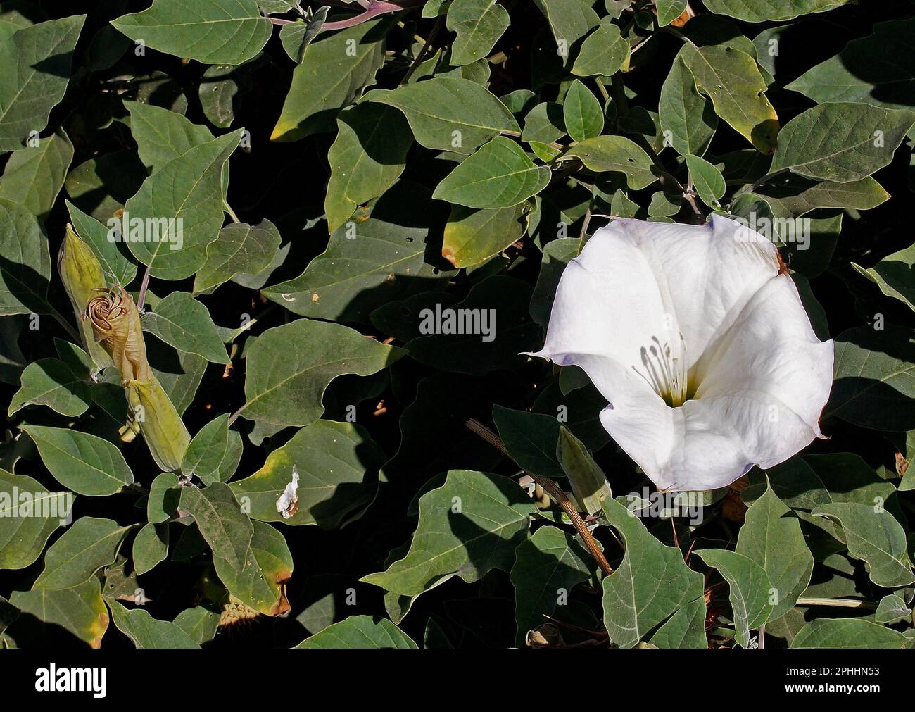 sacred datura, Datura wrightii, bloom in California Stock Photo - Alamy