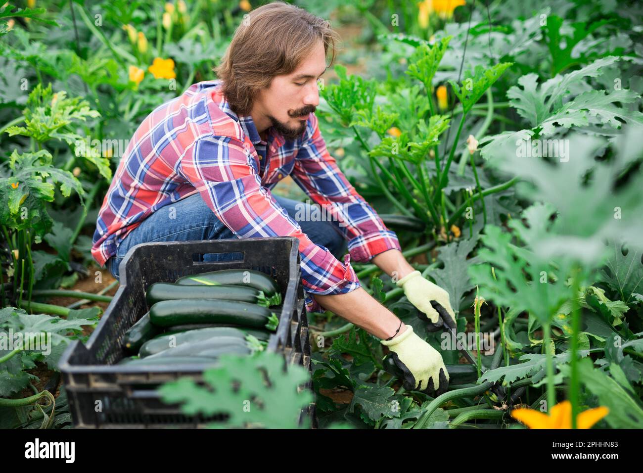 adult italian man picking courgettes in his greenhouse Stock Photo - Alamy
