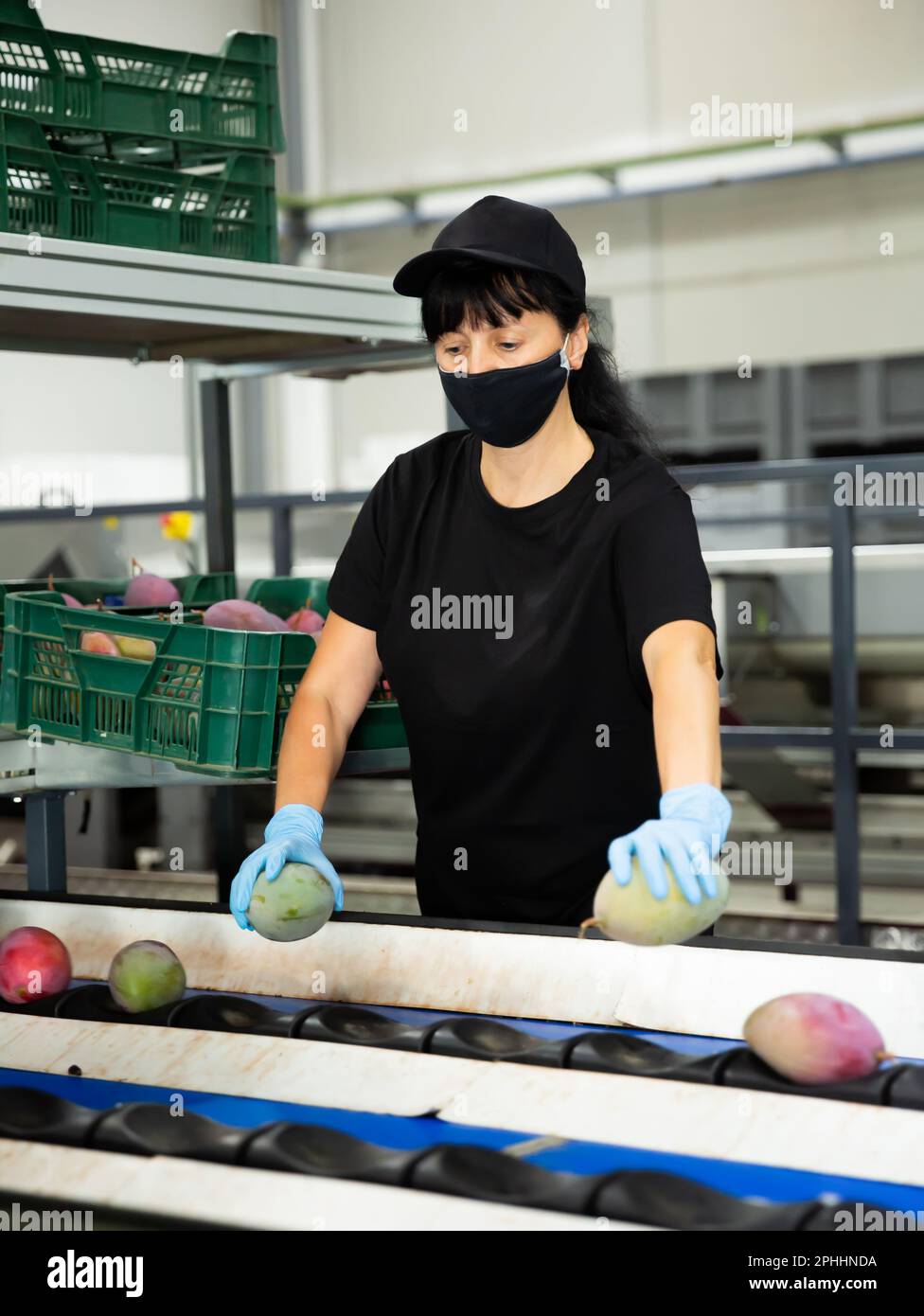 Woman worker sorting mango Stock Photo - Alamy