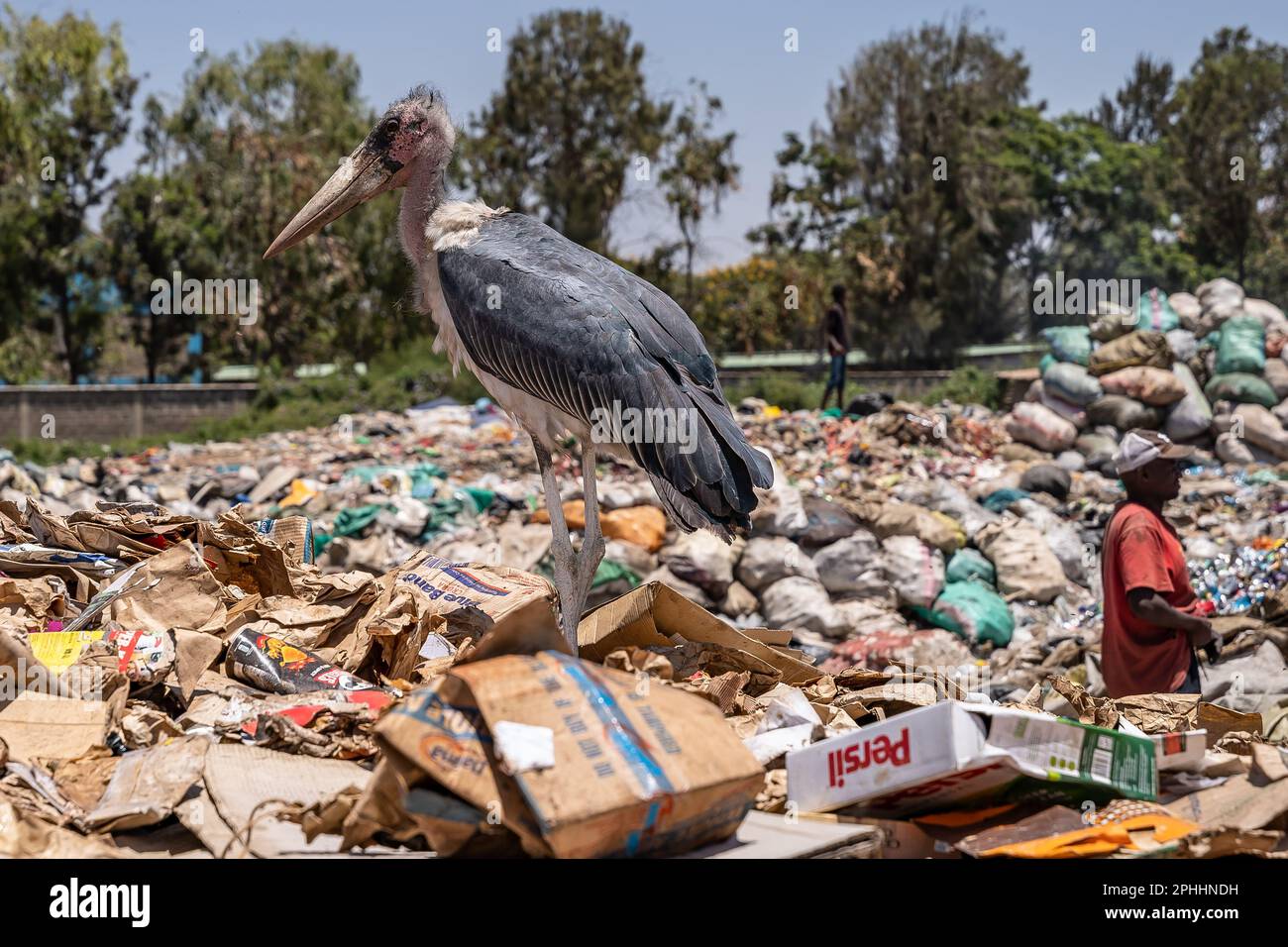 A marabou bird seen at the Dandora dumpsite. Dandora is the biggest ...